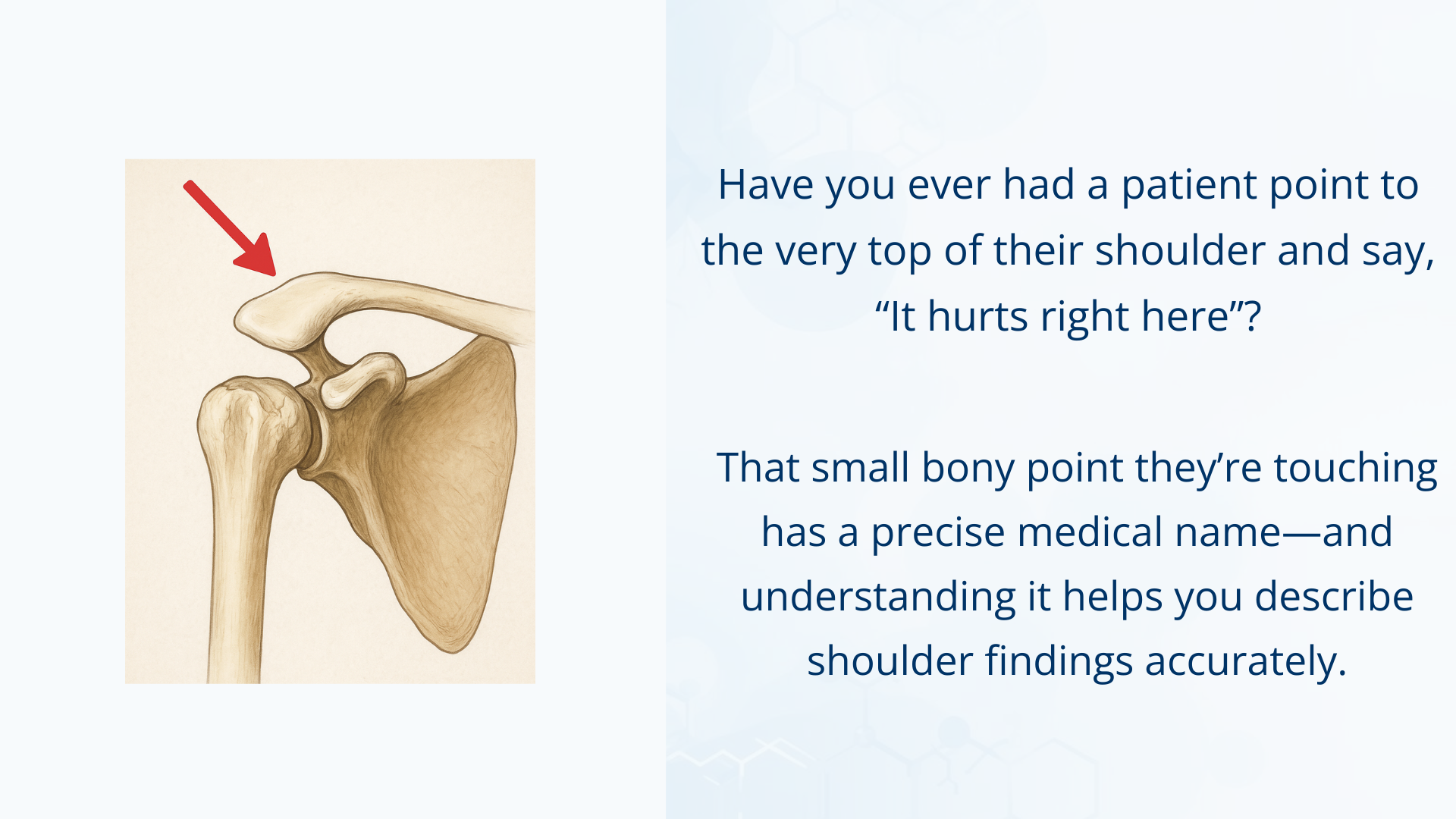 Acromion – Meaning and Usage in Medical English | OET BANK