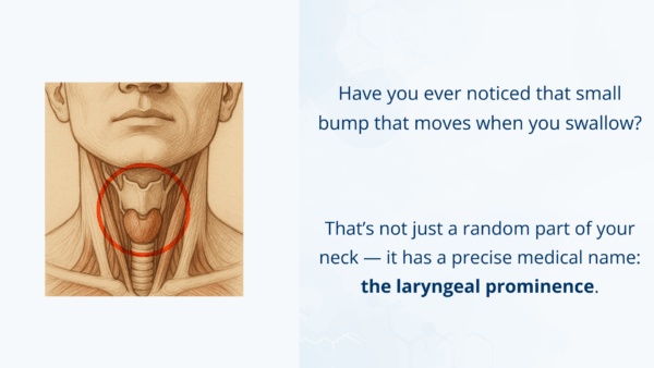Laryngeal Prominence – Meaning and Usage in Medical English | OET BANK