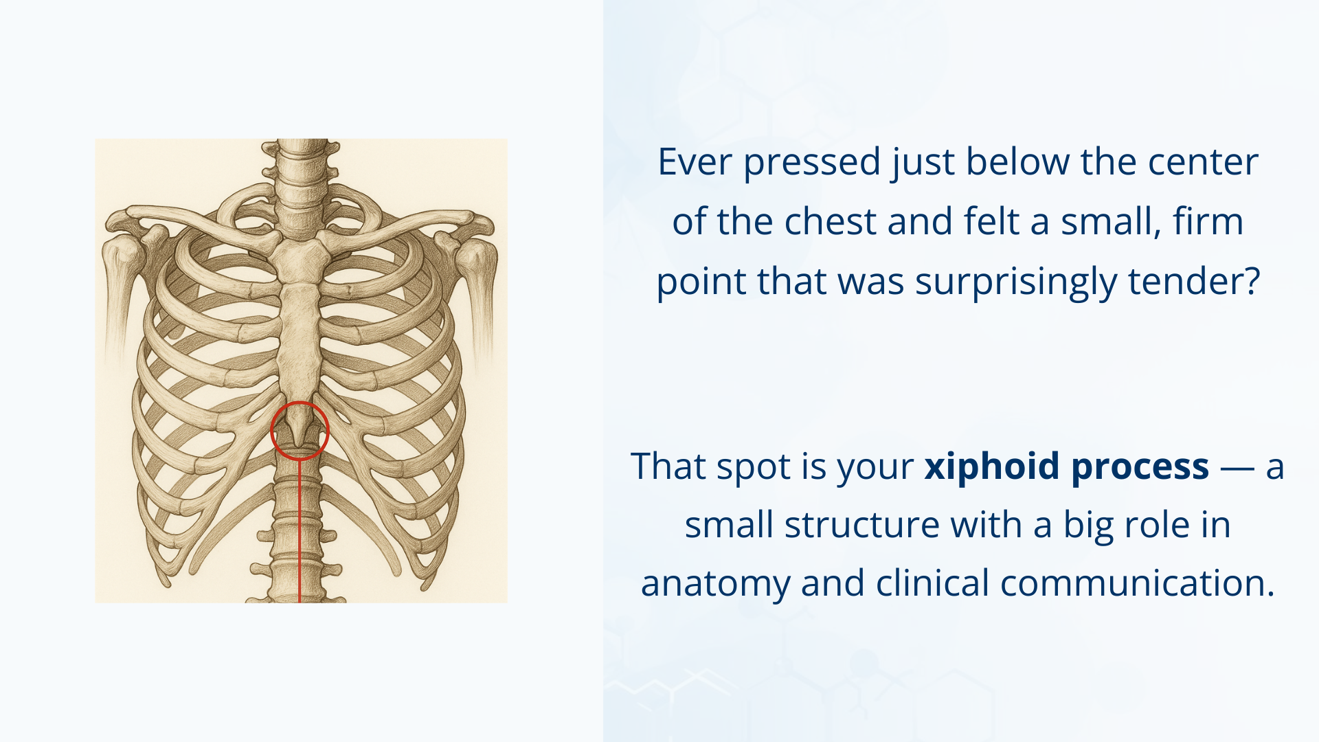 Xiphoid Process – Meaning and Usage in Medical English | OET BANK