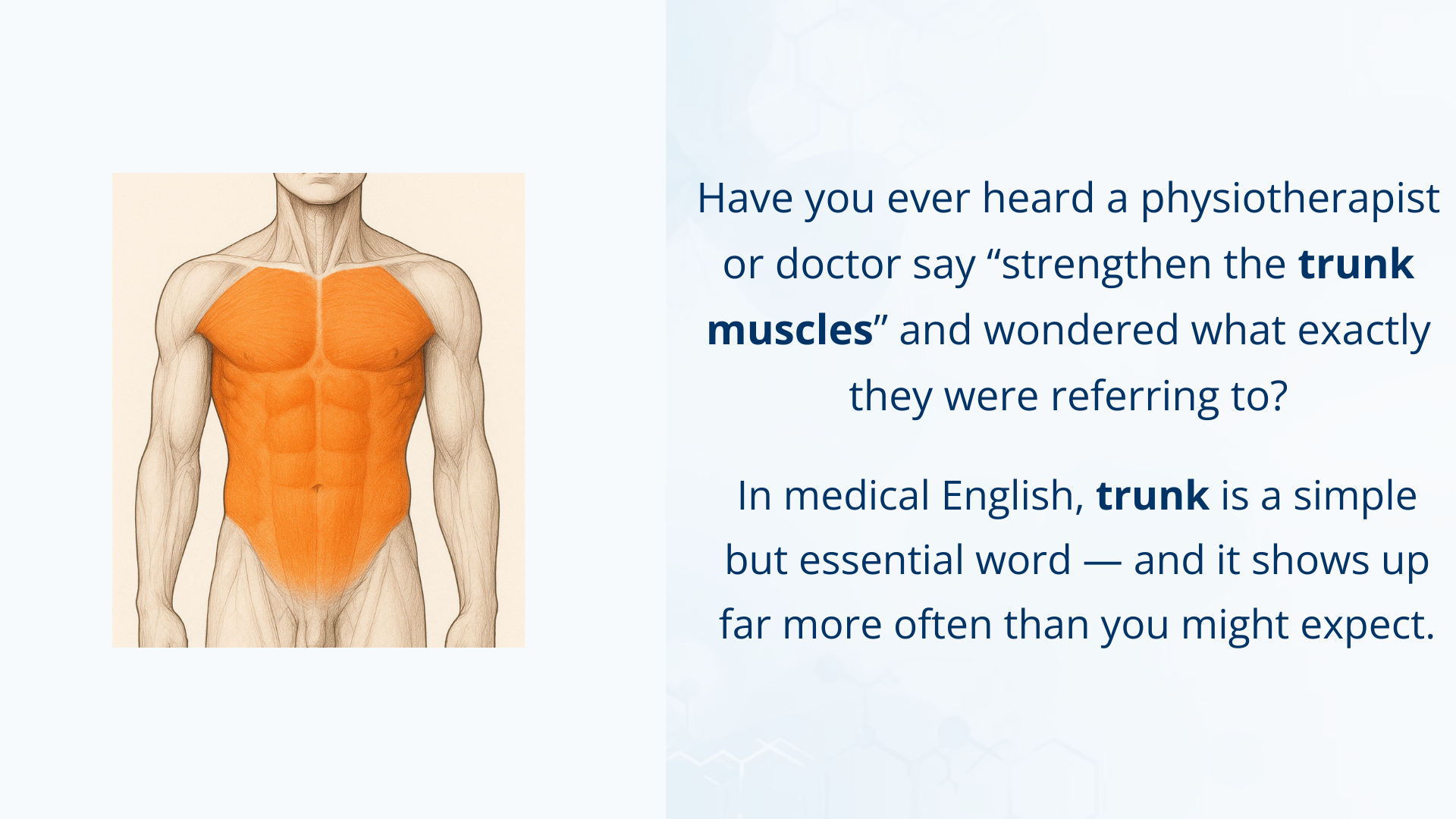 Trunk – Meaning and Usage in Medical English | OET BANK