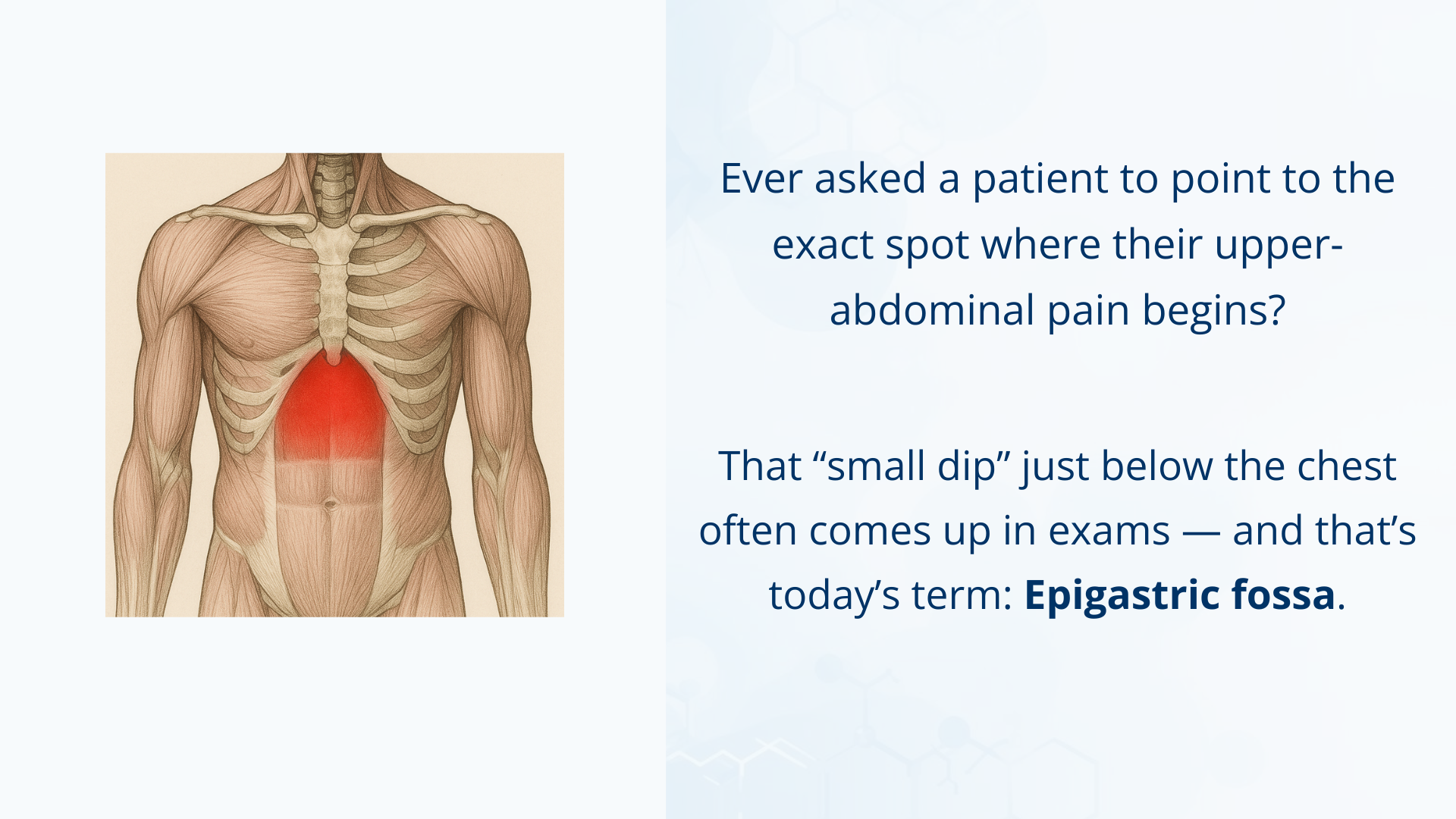 Epigastric Fossa – Meaning and Usage in Medical English | OET BANK