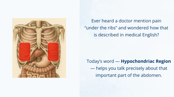 Hypochondriac Region – Meaning and Usage in Medical English | OET BANK